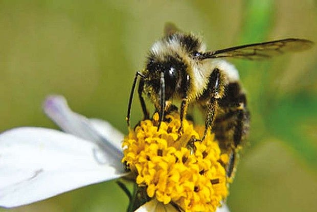 Witness to world’s sixth mass extinction