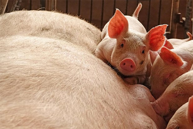 Italy's pork industry blames wild boars for swine fever