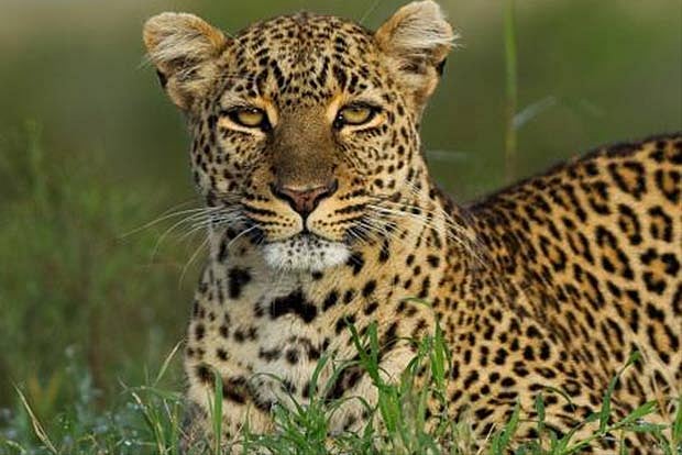 Class 6 boy injured in leopard attack in Valparai estate while playing