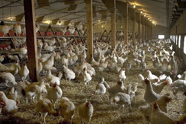 Decoding the Chicken Dilemma