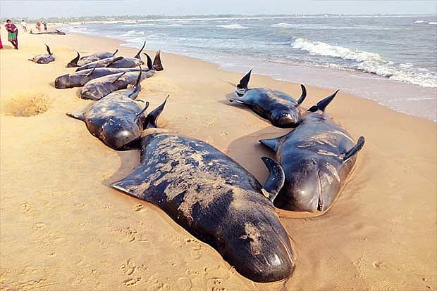 81 whales washed ashore in Thoothukudi, 46 dead, 35 rescued
