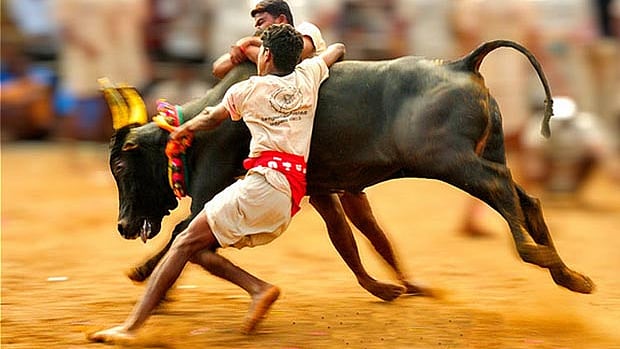 After Sri Lanka, Kuala Lumpur may host jallikattu this year