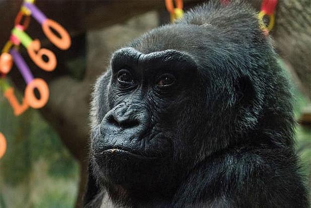 World’s first gorilla born in zoo, dies at age 60