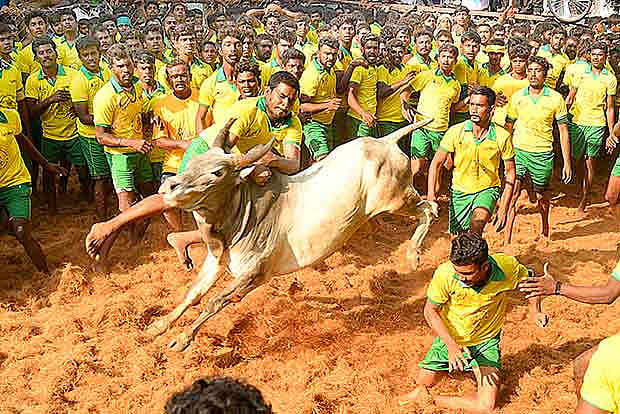 Bulls roar in TN’s Avaniyapuram as first among 3 major Jallikattu bull ...