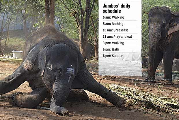 Temple elephants chill out at Thekkampatti camp