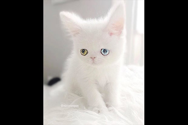 Meet Pam Pam, a kitty with the most mesmerizing eyes
