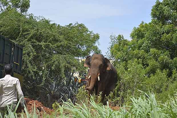 Approach man-animal conflict scientifically: Wildlife experts
