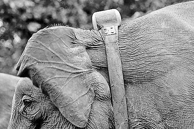 Radio collars, best and effective tool for tracking wildlife, says expert