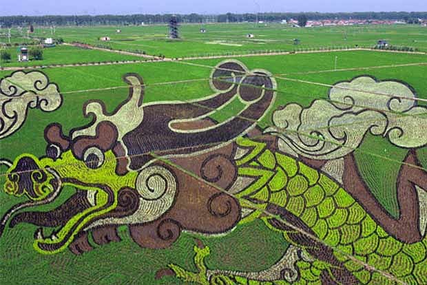 Farmers turn paddy fields into stunning works of art, to attract tourists