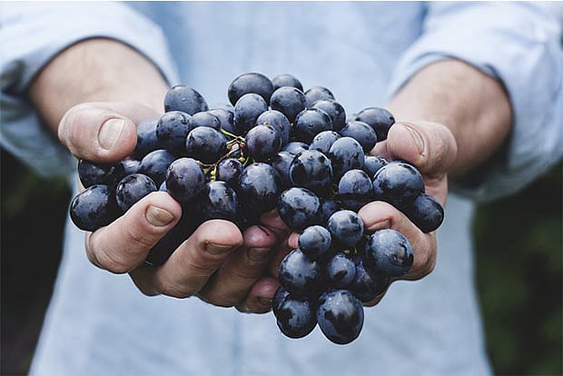 Grape compounds can kill colon cancer cells