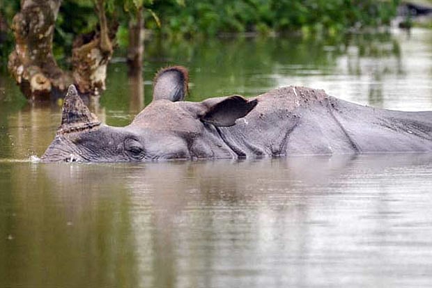 Over 140 animals found dead in flood-hit Kaziranga Park