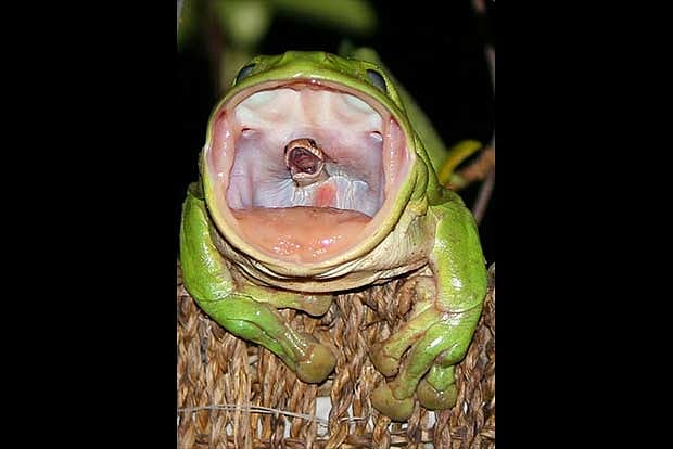 snake eats huge frog