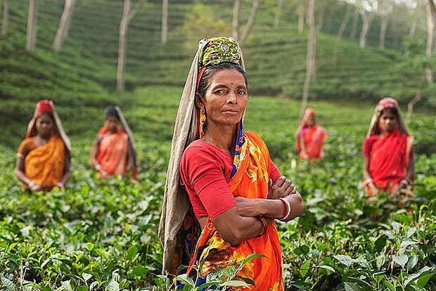 Role of Tea Board to be tweaked: Government official