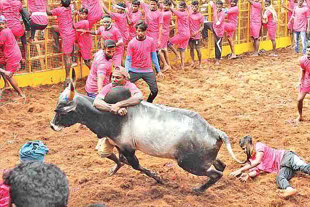 Sooriyur Stadium Hosts Spectacular Jallikattu Event in Tiruchy