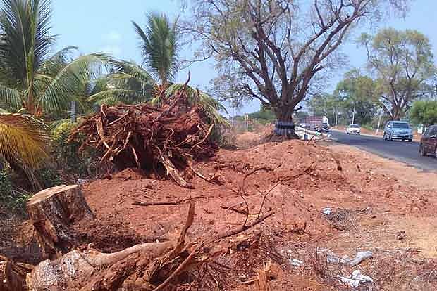 Plant 20 saplings for razed tamarind tree, Collector told