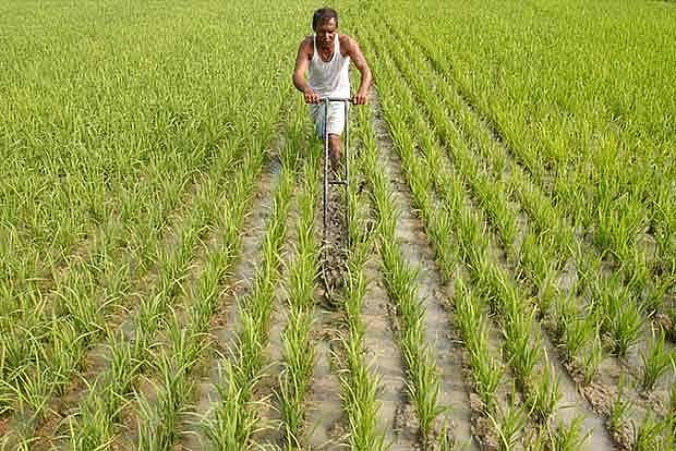 Rent of harvesters goes up, Delta farmers in distress