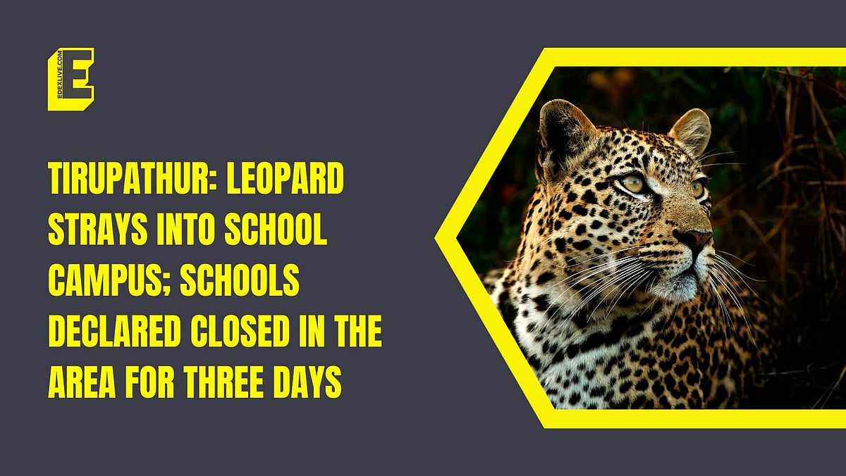 Leopard strays into Tirupathur school campus, prompts 3-day holiday for all schools