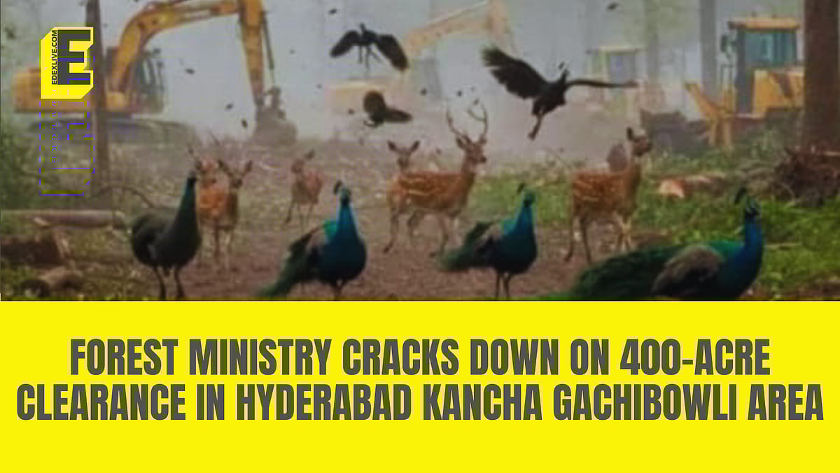 Forest Ministry cracks down on 400-acre clearance in Hyderabad Kancha ...
