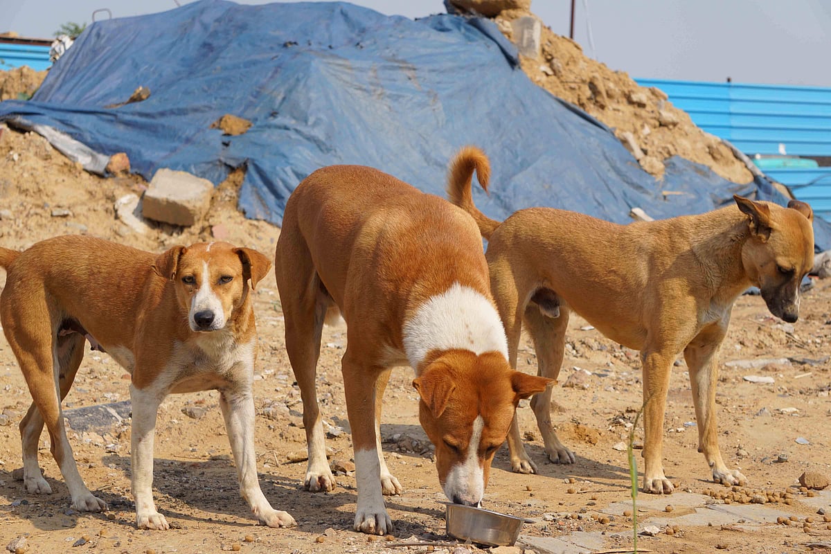 Strays feel the bite amid the Coronavirus pandemic: Here's how you can save them from starvation