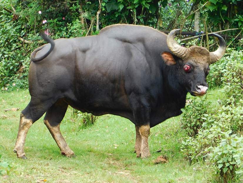 New CWS study generates methods on conservation of tropical forest ...