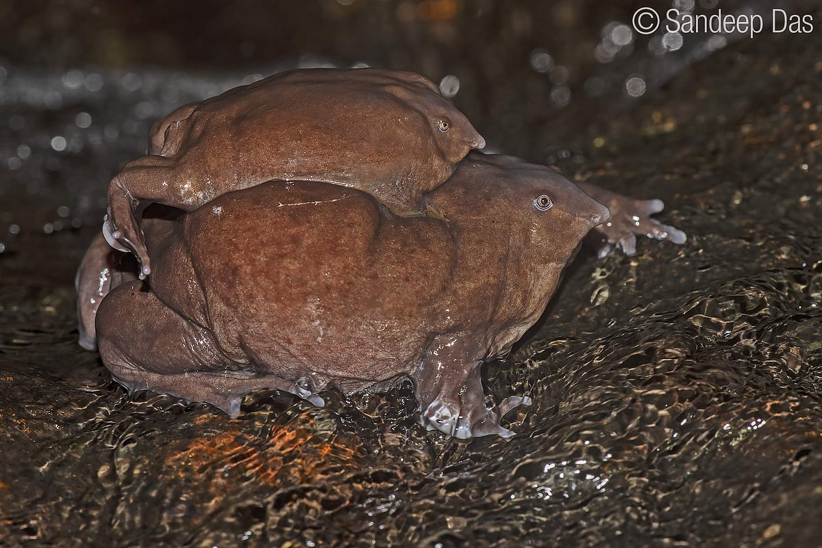 Meet Sandeep Das, the PhD scholar who popularised the purple 'Mahabali ...