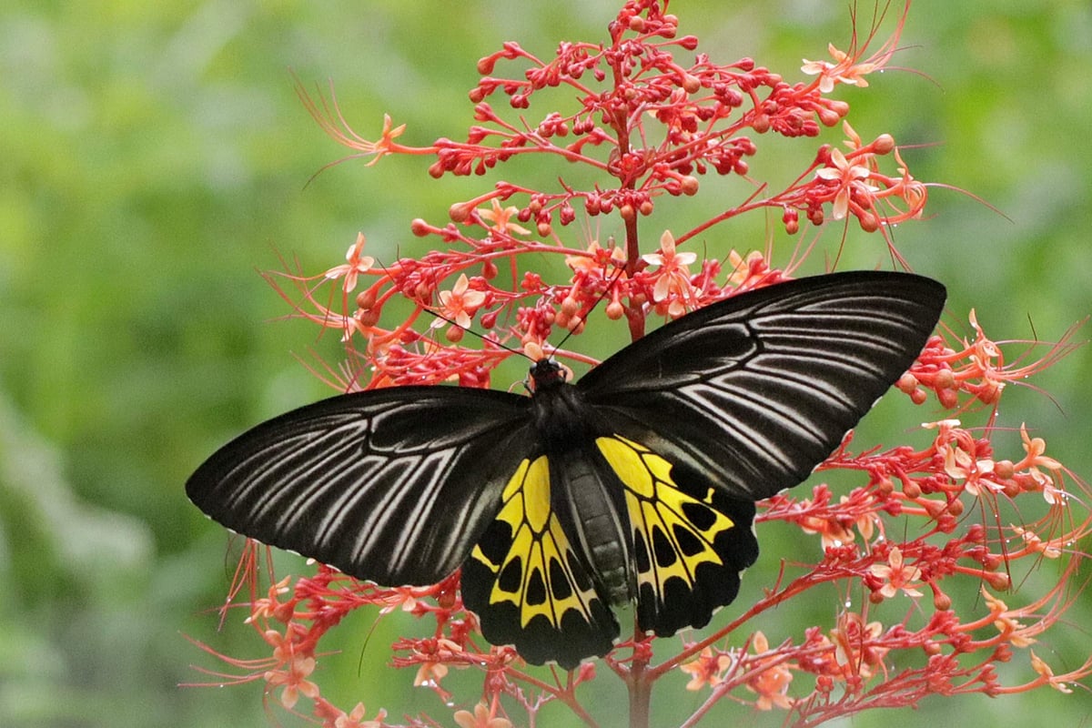 This documentary capturing butterflies and their behaviour will leave ...