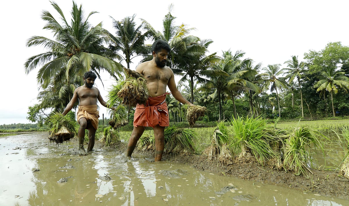 Kerala school students learn about agriculture and Pokkali rice cultivation