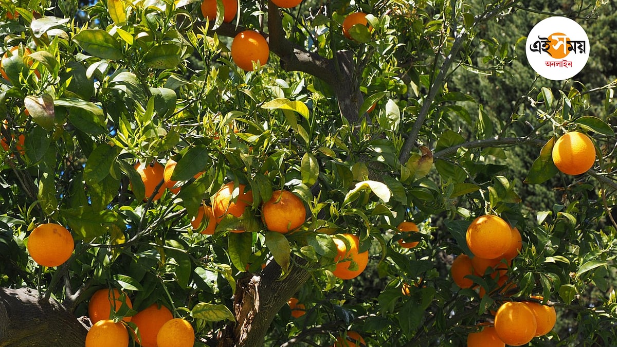 Kalimpong Orange Festival
