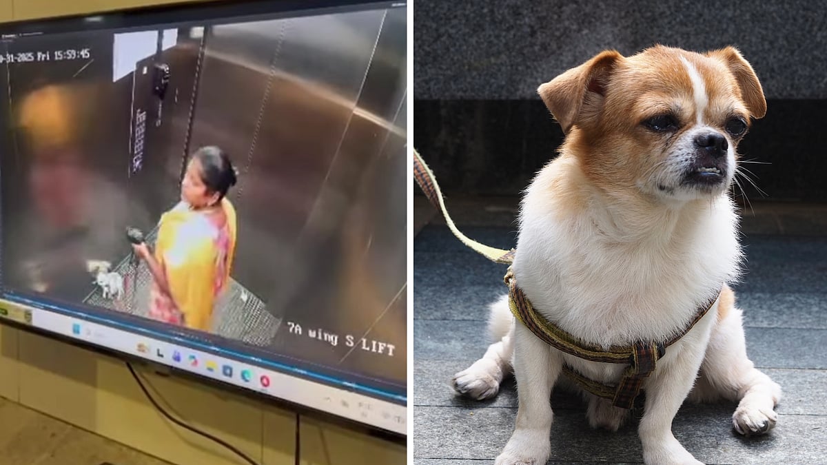 Bengaluru Maid Caught on CCTV Killing Pet Puppy in Lift | Outrage Online