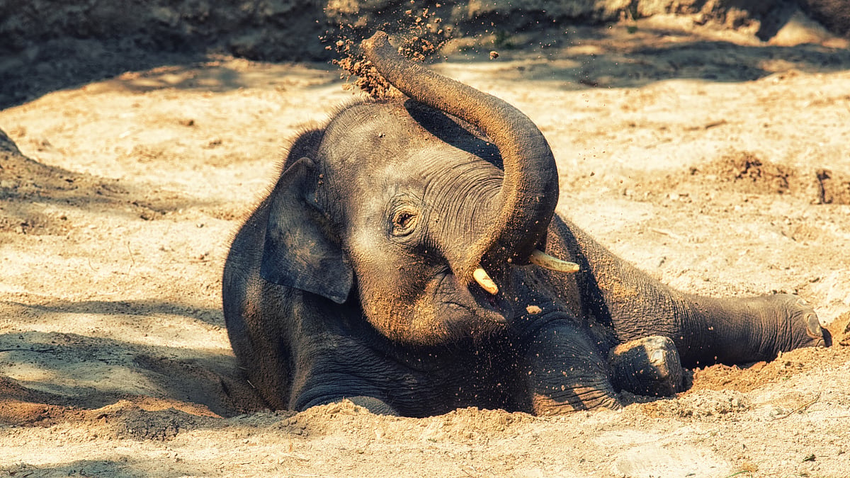 elephnat: ট্রেনের ধাক্কায় মৃত মা, অভিঘাতে নাড়ি ছিঁড়ে সেখানেই জন্ম হাতির