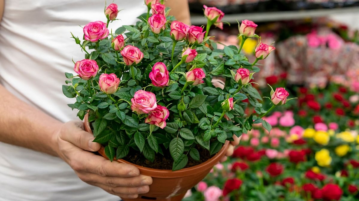 Vastu Tips whether keeping rose in your home is auspicious or not
