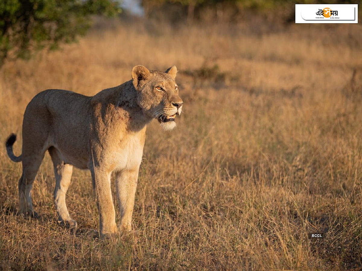 Lioness,'বুকের ওপর উঠে বসে ক্ষুধার্ত সিংহী,' সেখান থেকে বেঁচে ফেরার ...