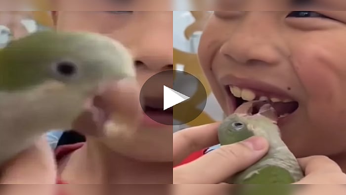 Viral Parrot,পাখি যখন দাঁতের ডাক্তার! চেপে ধরল খুদের দাঁত, তারপর যা হল ...