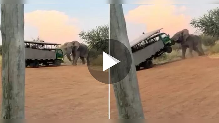 Viral Safari Video,পর্যটক ভর্তি ট্রাক শুঁড়ে তুলল হাতি! তারপর যা হল ...