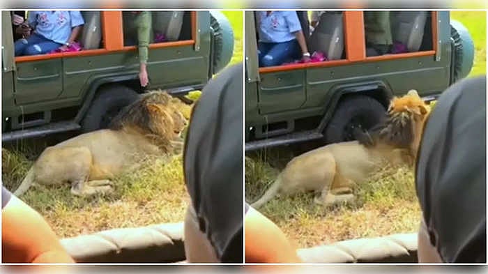 জঙ্গল সাফারিতে গিয়ে সিংহের মাথায় হাত পর্যটকের, তারপর যা হল... - man ...