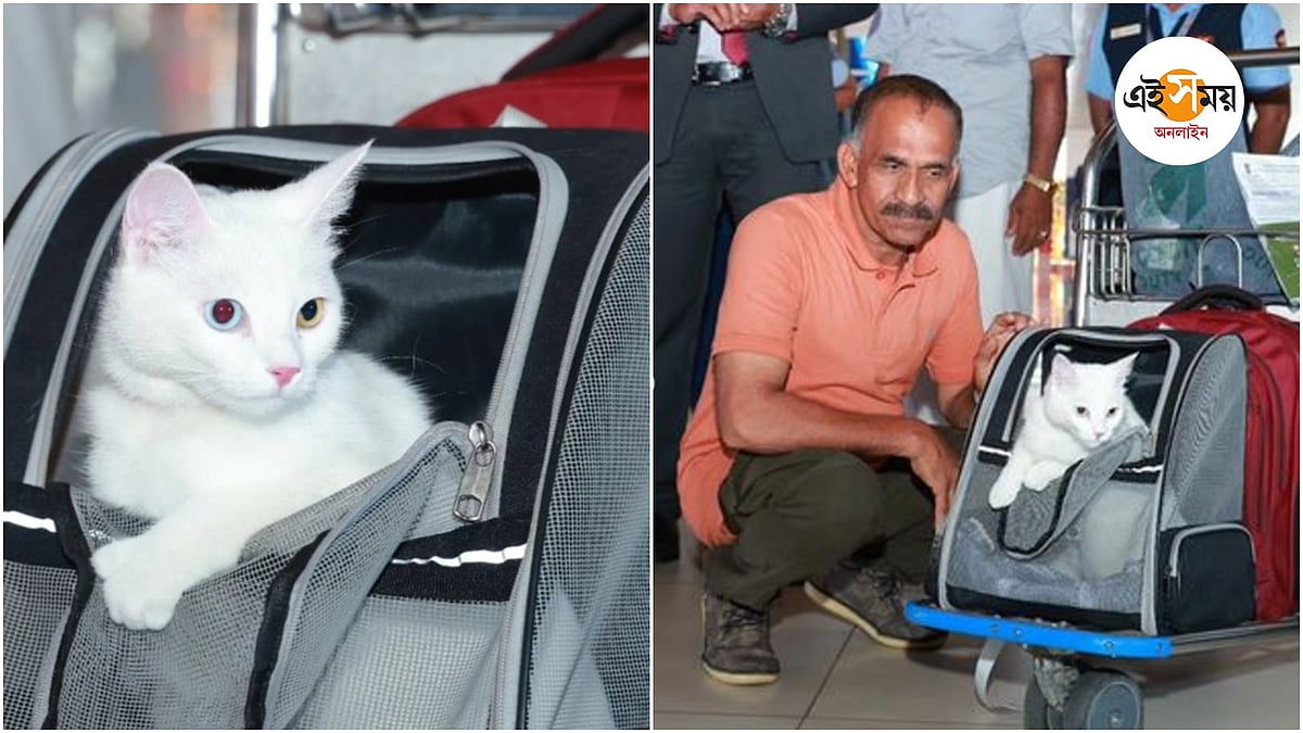 Eva the cat becomes first animal to enter India through Kochi airport