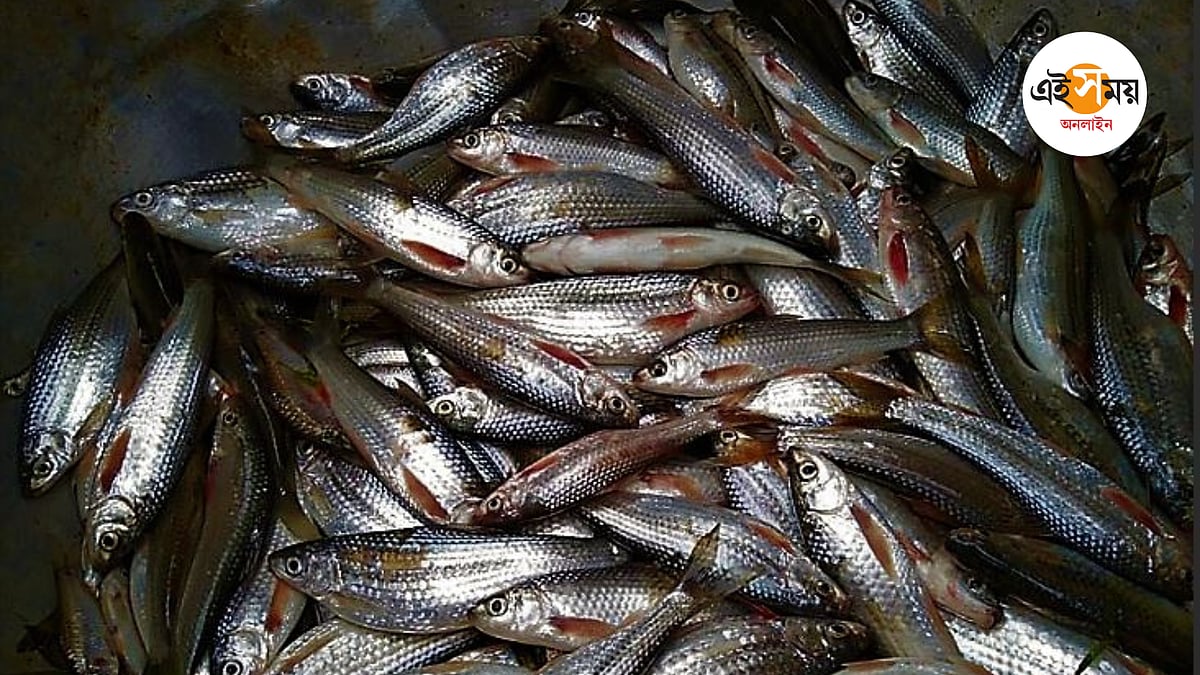 আত্রেয়ী নদী এক সময়ে বিখ্যাত ছিল রাইখর মাছের জন্য, যাকে রুপোলি মাছ বলে ...