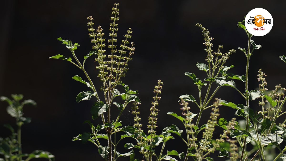 Tulsi Plant Vastu: সংসারে বিপদ আসার আগে তুলসী গাছ পাঠায় এই ৬ সংকেত