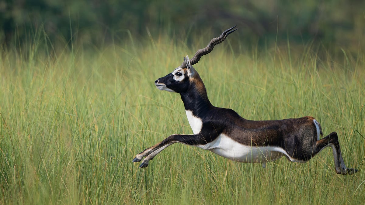 Blackbuck Death: ৩ দিনে মৃত্যু ৩১ কৃষ্ণসার হরিণের, কর্নাটকে কী হচ্ছে?