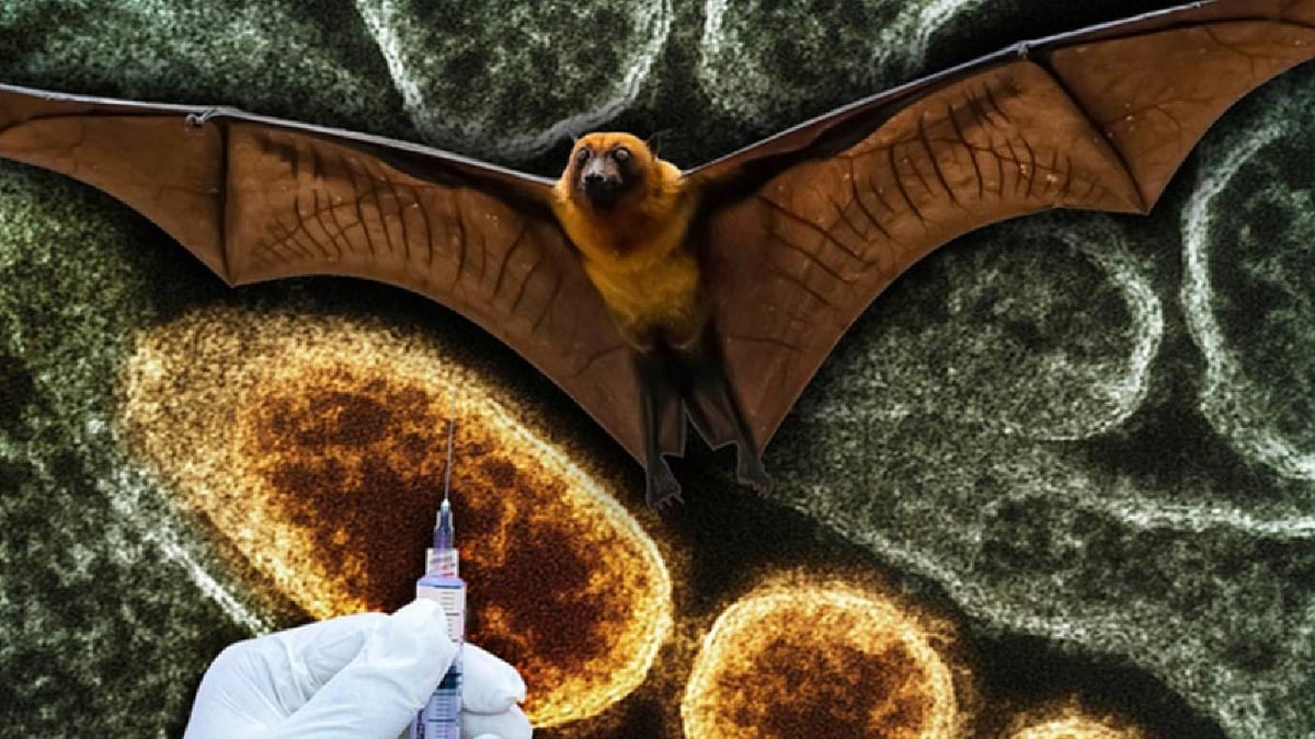 Nipah Virus: খেজুর রস আর বর্ডারের বিয়েবাড়িই নিপার উৎস? গভীর সঙ্কটে ২ ...