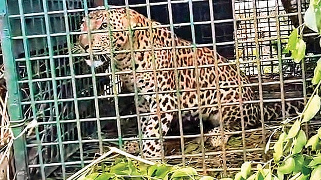 Cheetah: চিতাবাঘের ভয়ে ঘরে পড়ুয়ারা, ফাঁকা স্কুল