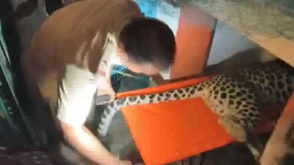 National news: দমনে মিষ্টির দোকানে লেপার্ড, ১০ ঘণ্টার চেষ্টায় উদ্ধার ...