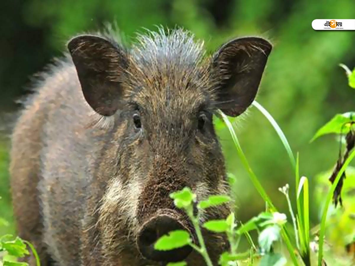 ‘বুনো’ শুয়োরের তাণ্ডবে ক্ষতি, সঙ্কটে বন্যপ্রাণীরা - west bengal howrah ...