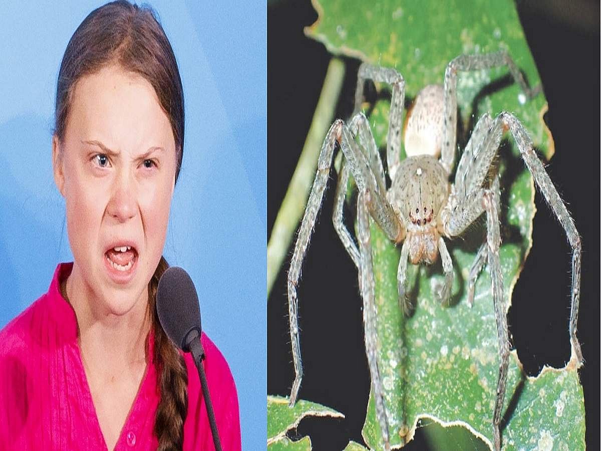 Greta Thunberg,গ্রেটা থুনবার্গের নামে নতুন প্রজাতির শিকারি মাকড়সার ...