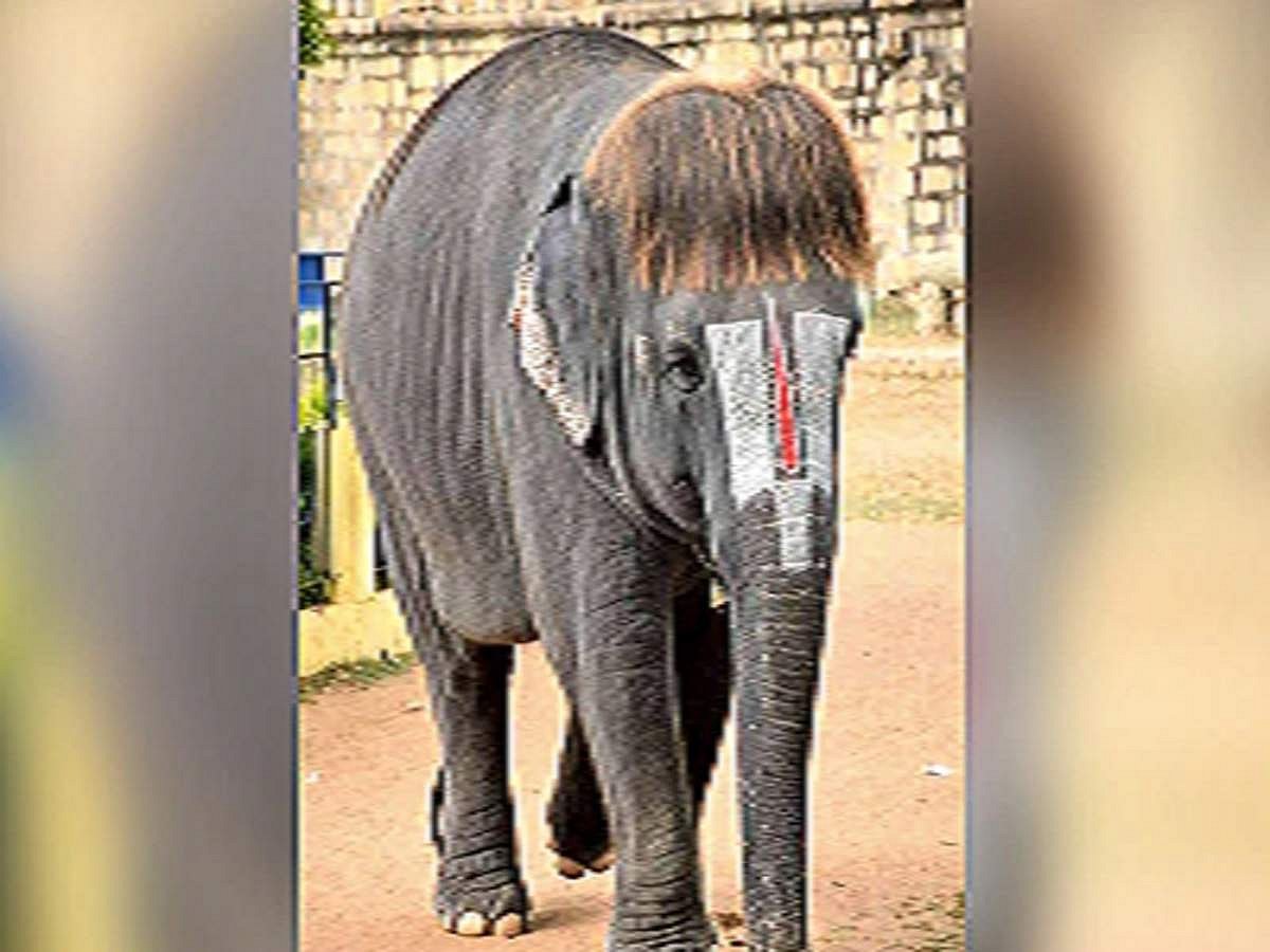 Elephant Famous For Her Unique Hairstyle,বাহারি তার চুলের স্টাইল ...