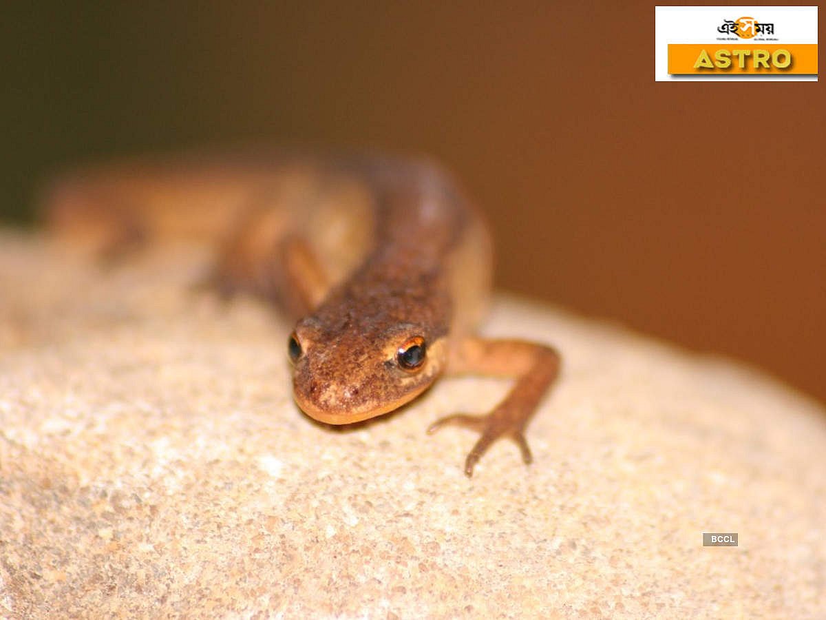 Lizards,গায়ের ওপর আচমকা টিকটিকির লাফ! জানেন এর অর্থ কী? - know what ...