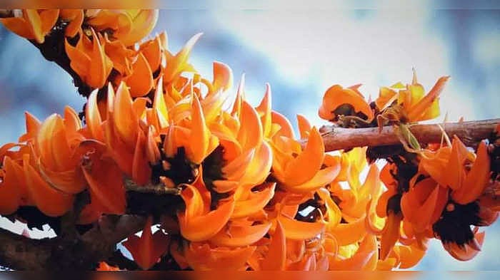Palash Phool Remedies: পলাশ ফুলের এই সহজ টোটকায় জীবনে ঘটবে ম্যাজিক ...