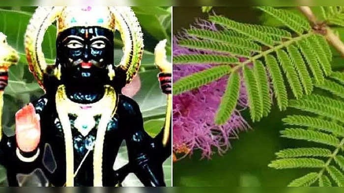 Shani Jayanti 2023 Plant Shami Tree Financial Problems and Get Good ...