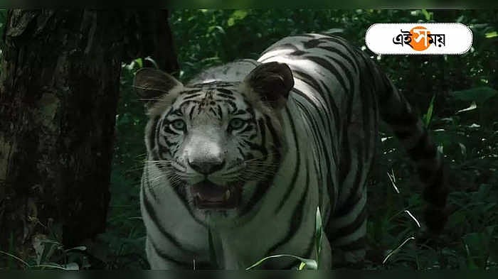 White Tiger In West Bengal: ঘরে আসছে নতুন অতিথি, সিসিটিভির নজরদারিতে ...