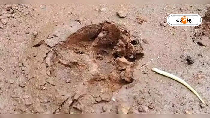 Bankura News : বাঁকুড়ায় বাঘ? পায়ের ছাপ ঘিরে ব্যাপক আতঙ্ক - bankura ...